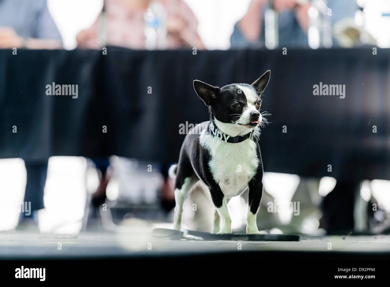 Toronto, Canada, June 9, 2013. Small dog preparing to do trick at 10th ...
