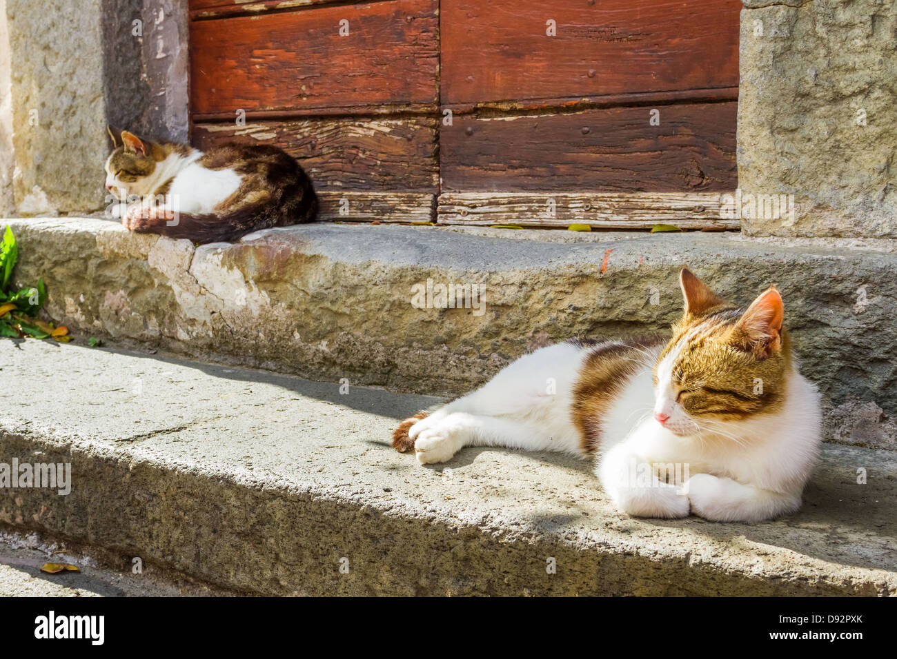 Two cats basking in the sun on the porch Stock Photo - Alamy