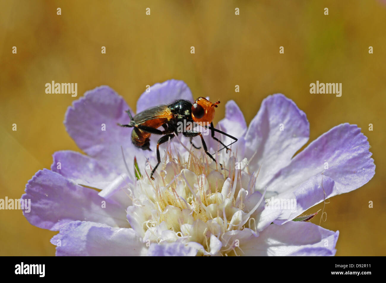 thick-headed fly, conopidae Stock Photo - Alamy