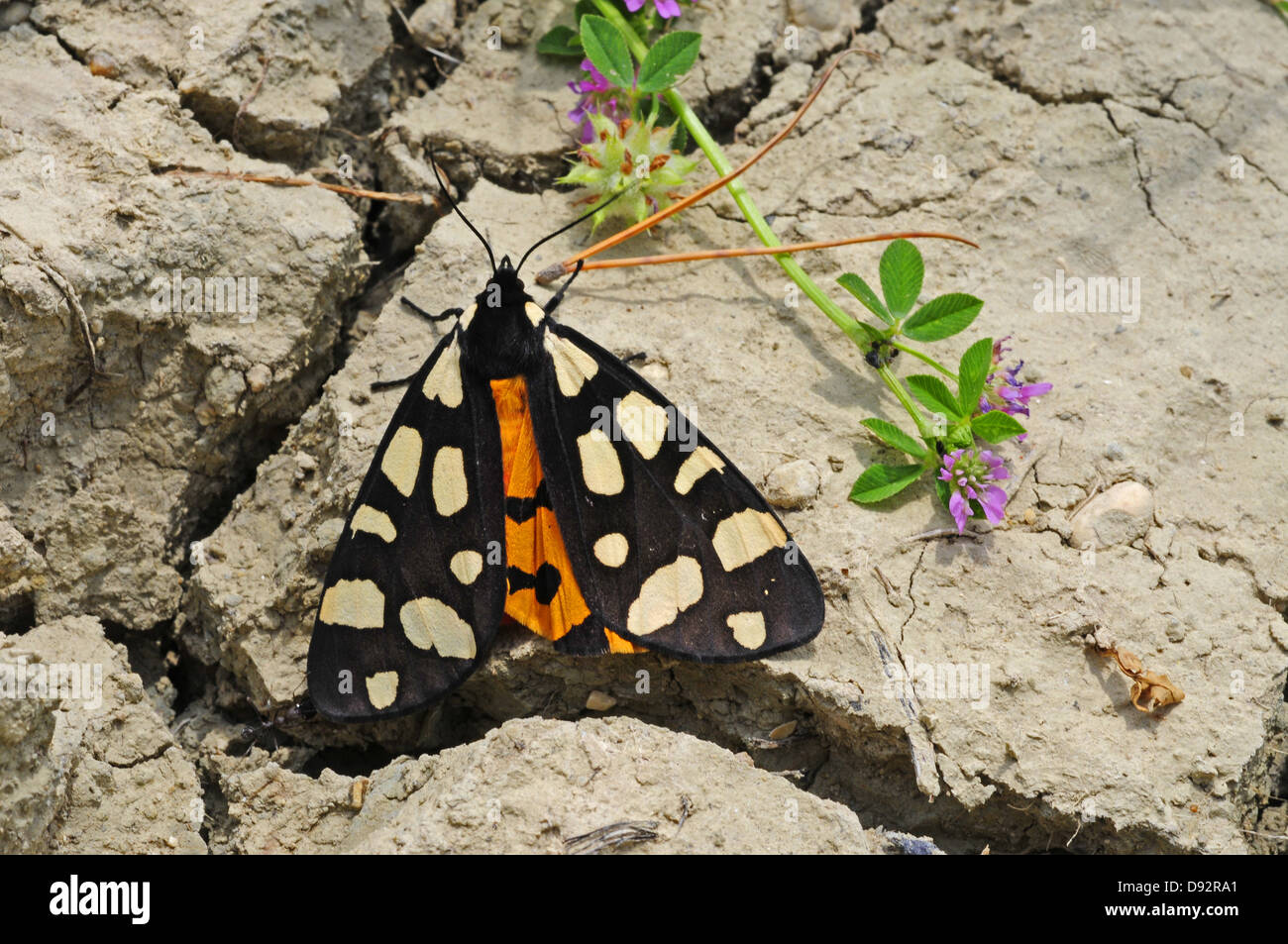 Cream-spot Tiger, Arctia villica Stock Photo - Alamy