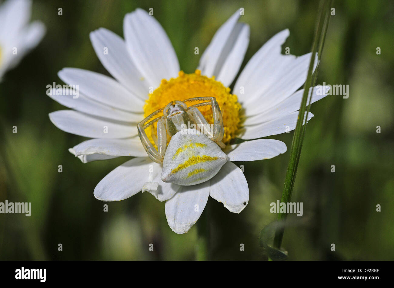 Crab spider, Thomisus onustus Stock Photo - Alamy
