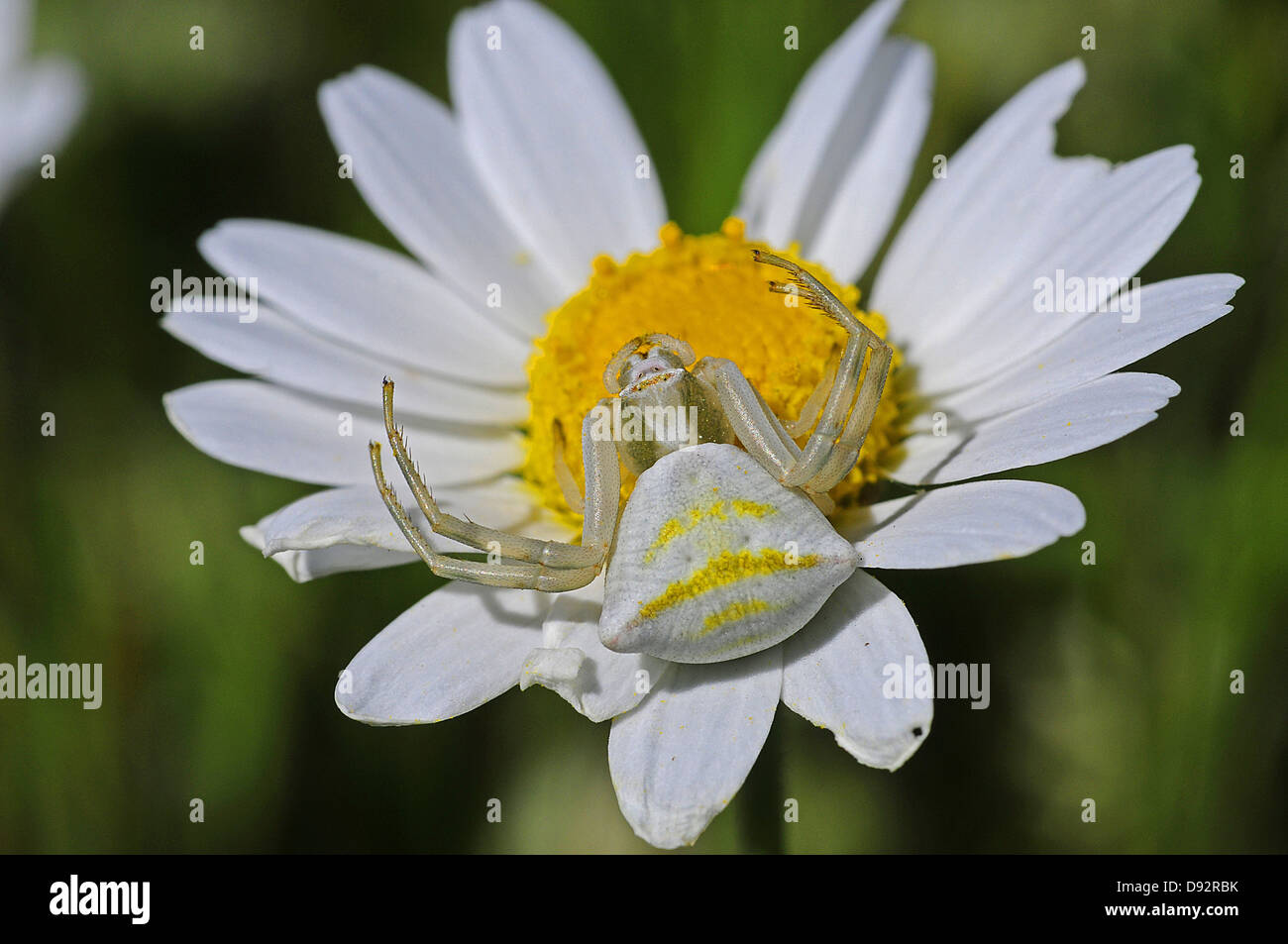 Crab spider, Thomisus onustus Stock Photo - Alamy
