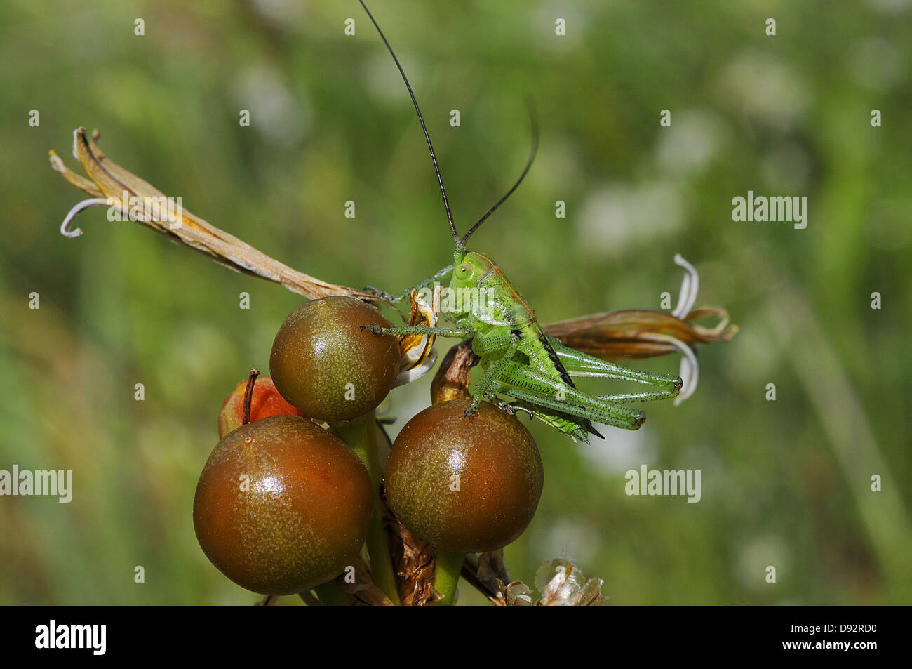Wart beetle hi-res stock photography and images - Alamy