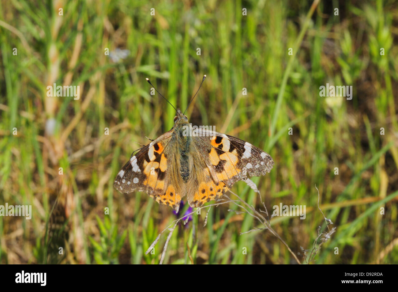 Painted Lady, Vanessa cardui Stock Photo - Alamy