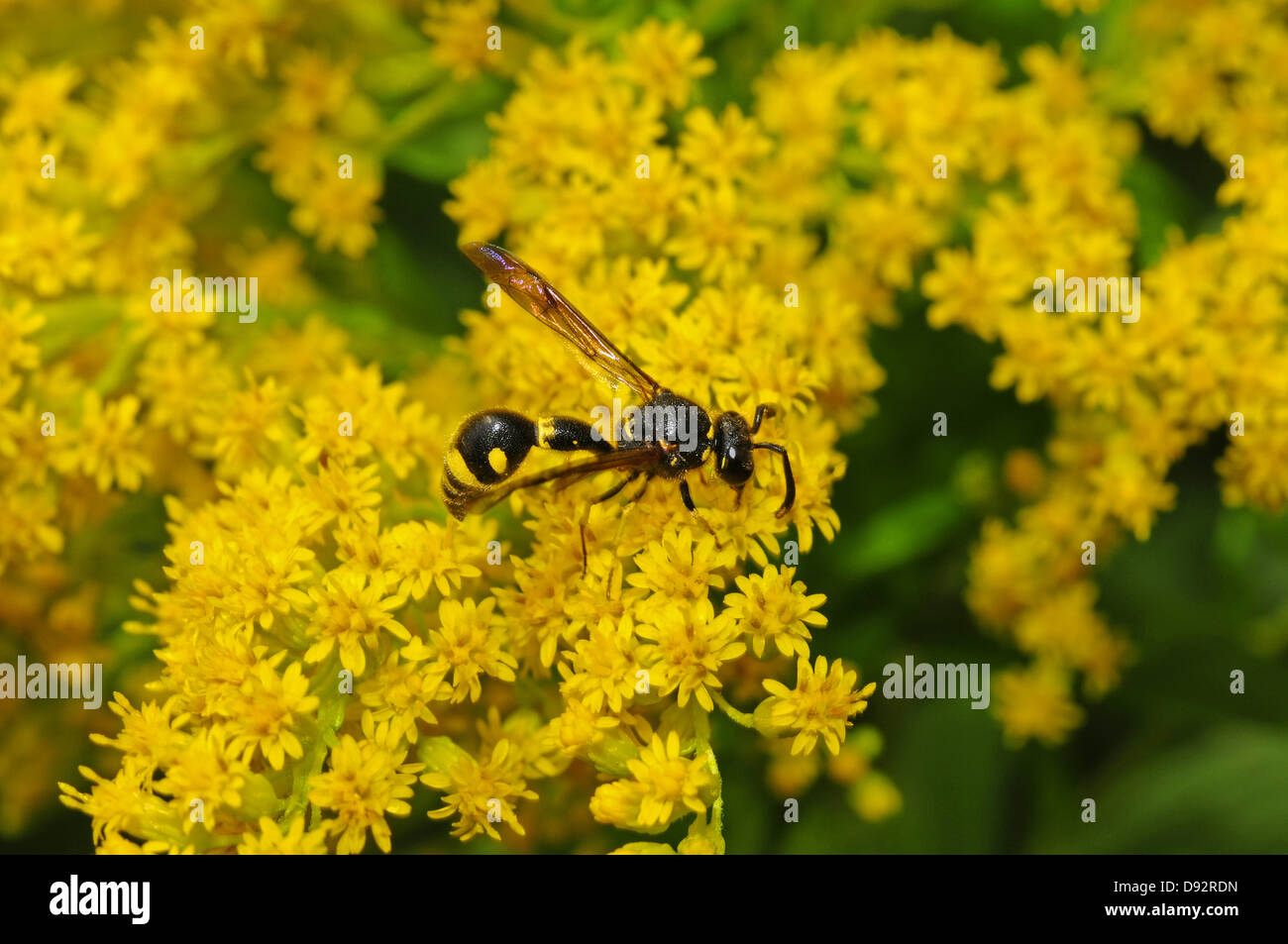 Potter wasp, Eumenes Stock Photo - Alamy