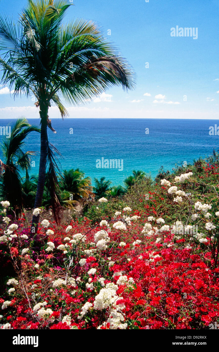 St thomas beach and flowers hi-res stock photography and images - Alamy