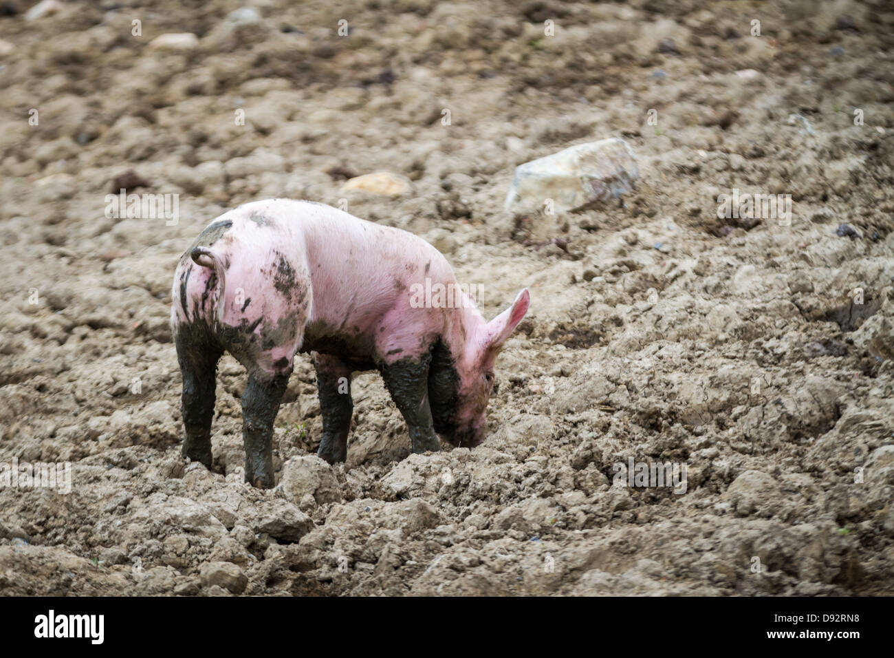 Baby Pigs In Mud 1,439 Pig In Mud Stock Photos, High Res Pictures, And