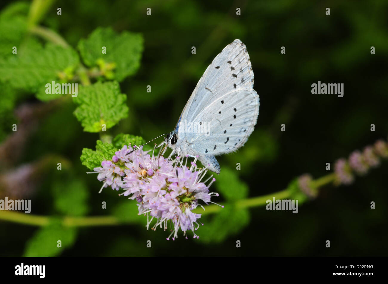 Holly Blue, Celestrina argiolus Stock Photo - Alamy