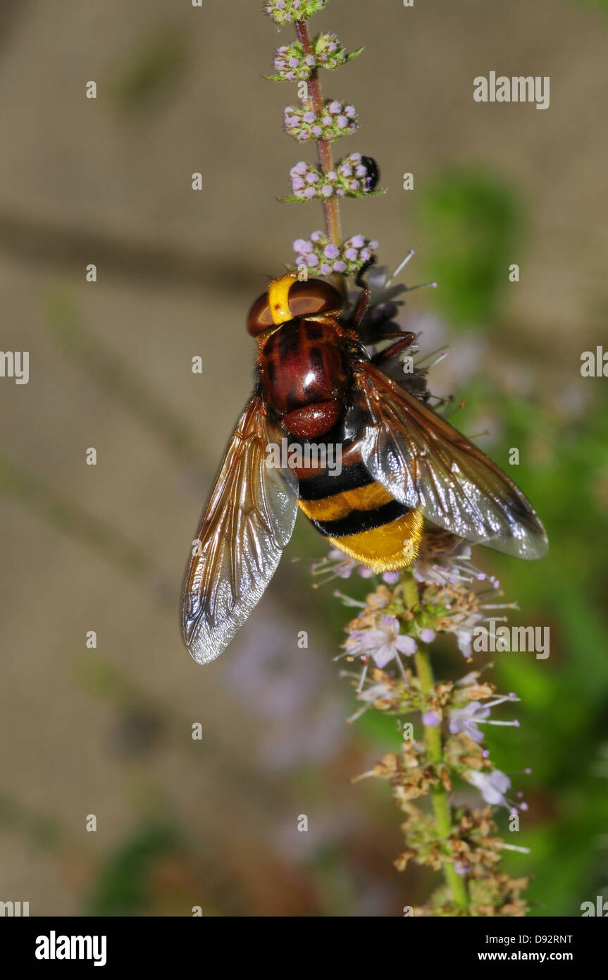 Hornet mimic hoverfly, Volucella zonaria Stock Photo - Alamy