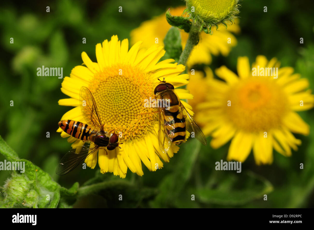 Marmalade hoverfly and other hoverfly, Episyrphus balteatus and ...