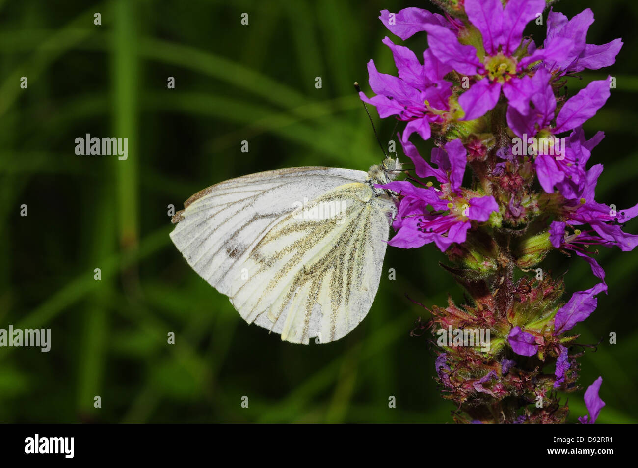 Small White, Pieris rapae Stock Photo - Alamy