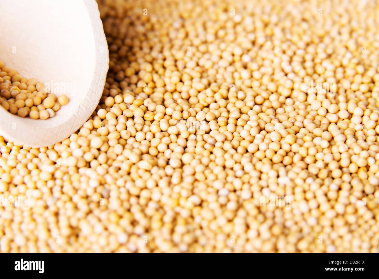 Charlock , mustard close up Stock Photo - Alamy