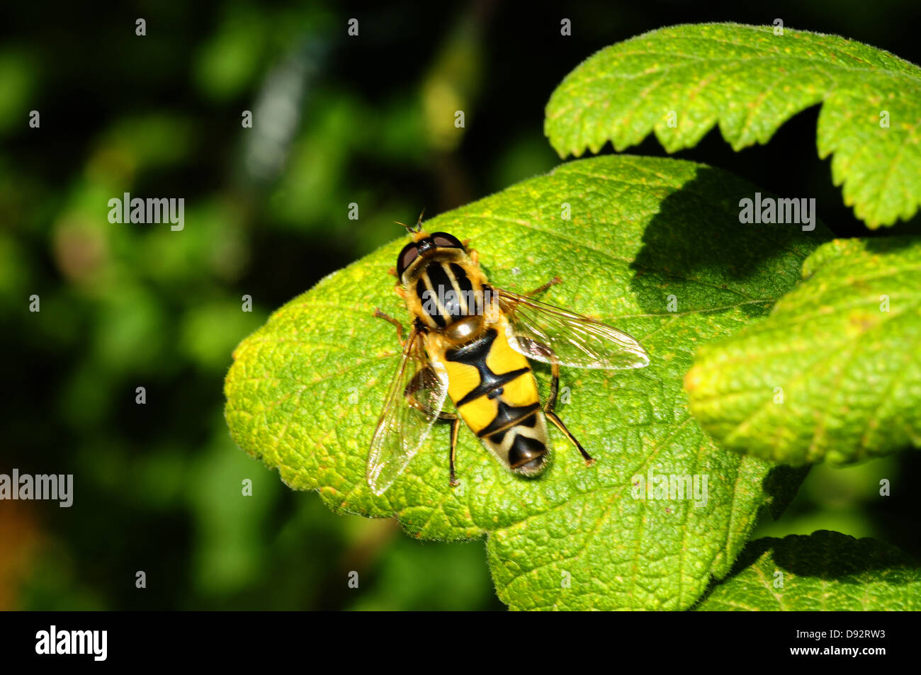 Helophilus trivittatus, hoverfly Stock Photo - Alamy