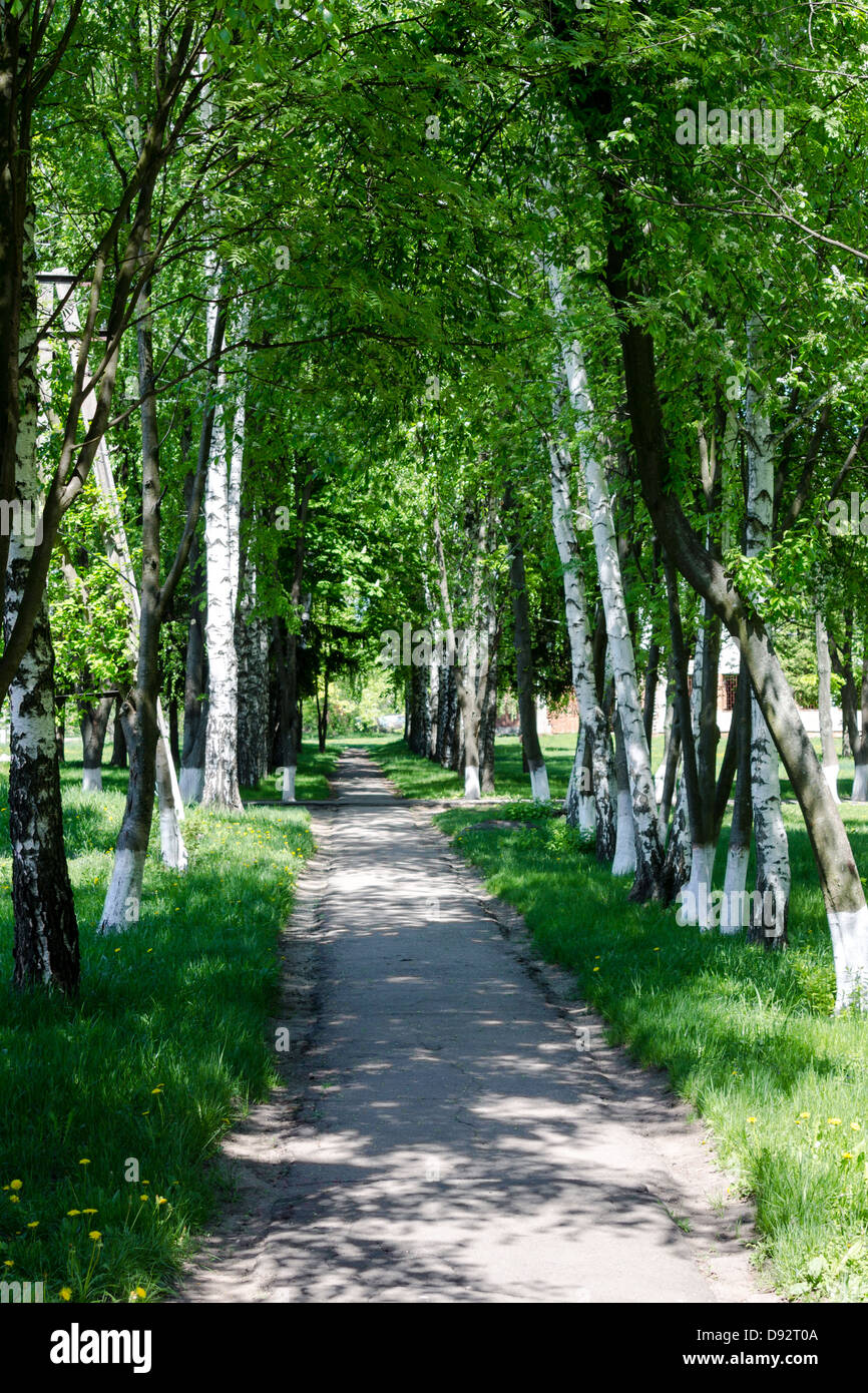 Birch spring grove in countryside with path and green grass Stock Photo ...