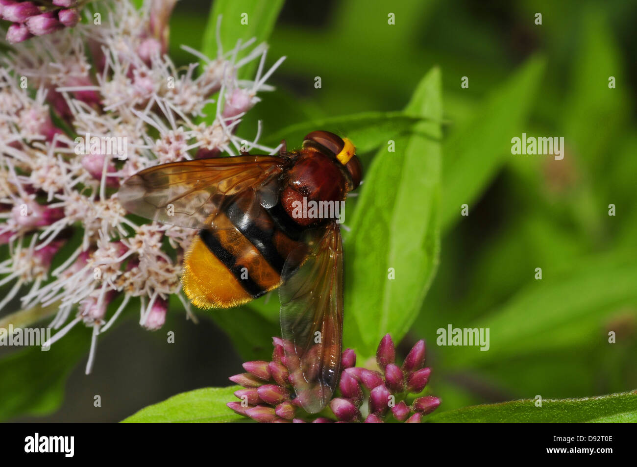 Hornet mimic hoverfly, Volucella zonaria Stock Photo - Alamy