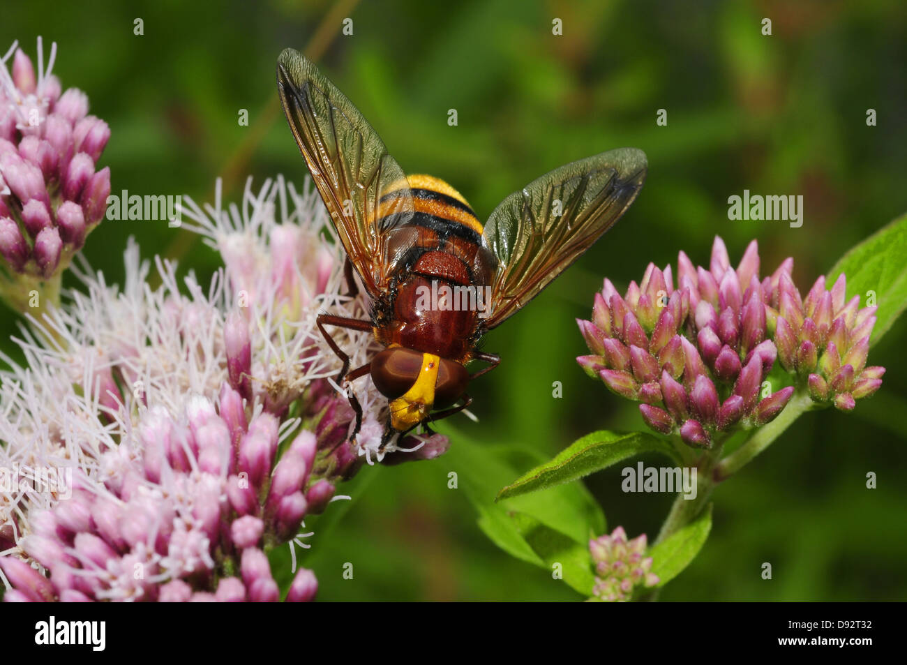 Hornet mimic hoverfly, Volucella zonaria Stock Photo - Alamy