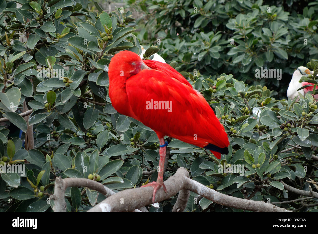 Red Ibis sleeping in a tree Stock Photo - Alamy