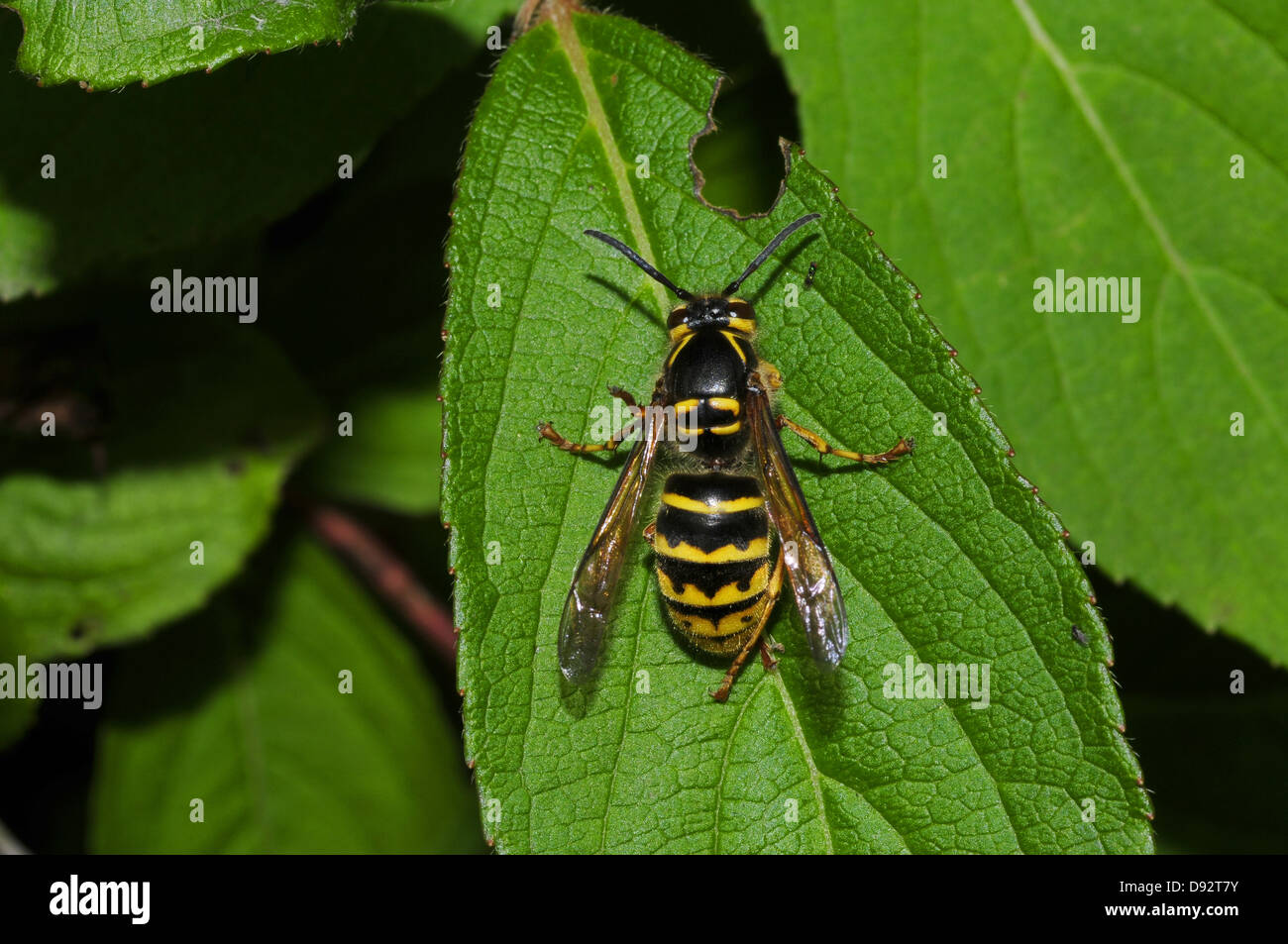Common Wasp, Vespula vulgaris Stock Photo - Alamy