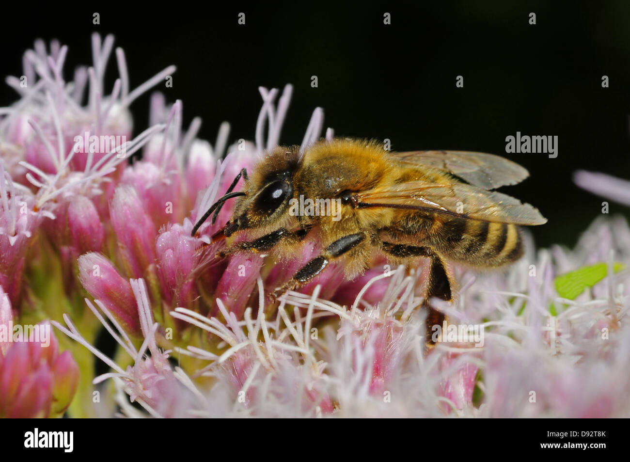 Western honey bee, Apis mellifera Stock Photo - Alamy