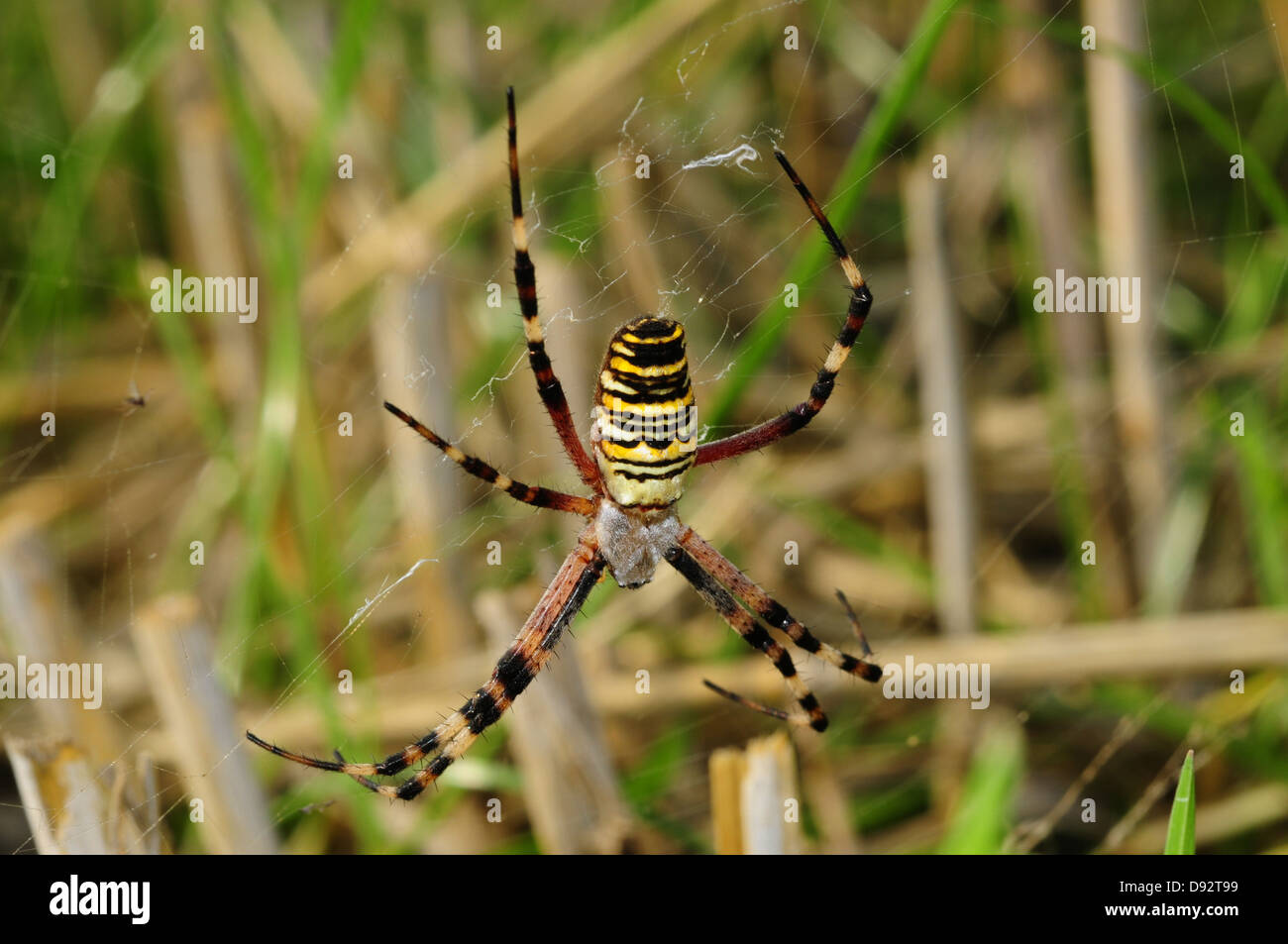 wasp spider, Argiope bruennichi Stock Photo - Alamy