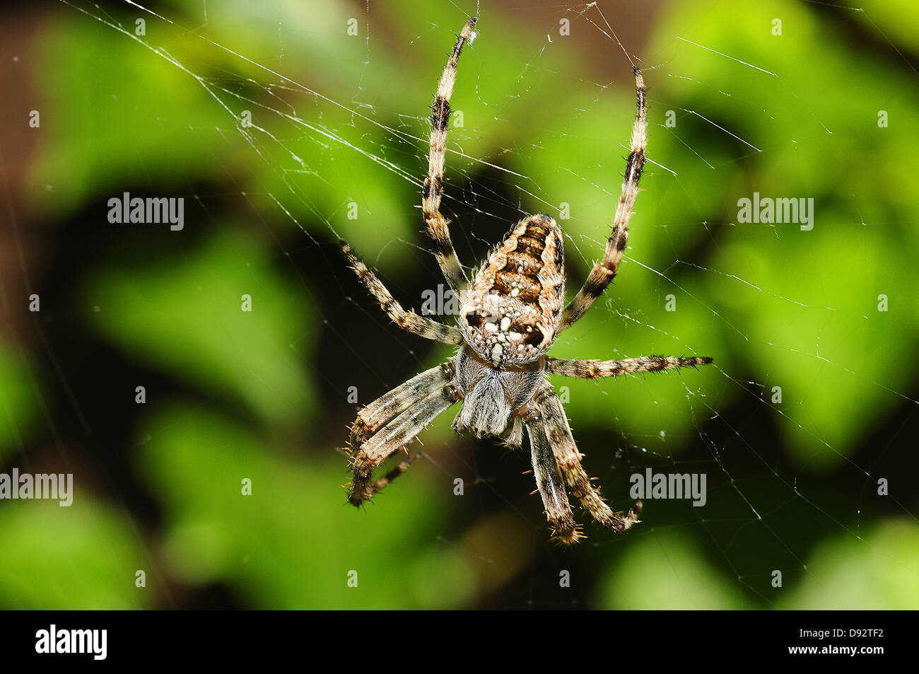European garden spider, Araneus diadematus Stock Photo - Alamy