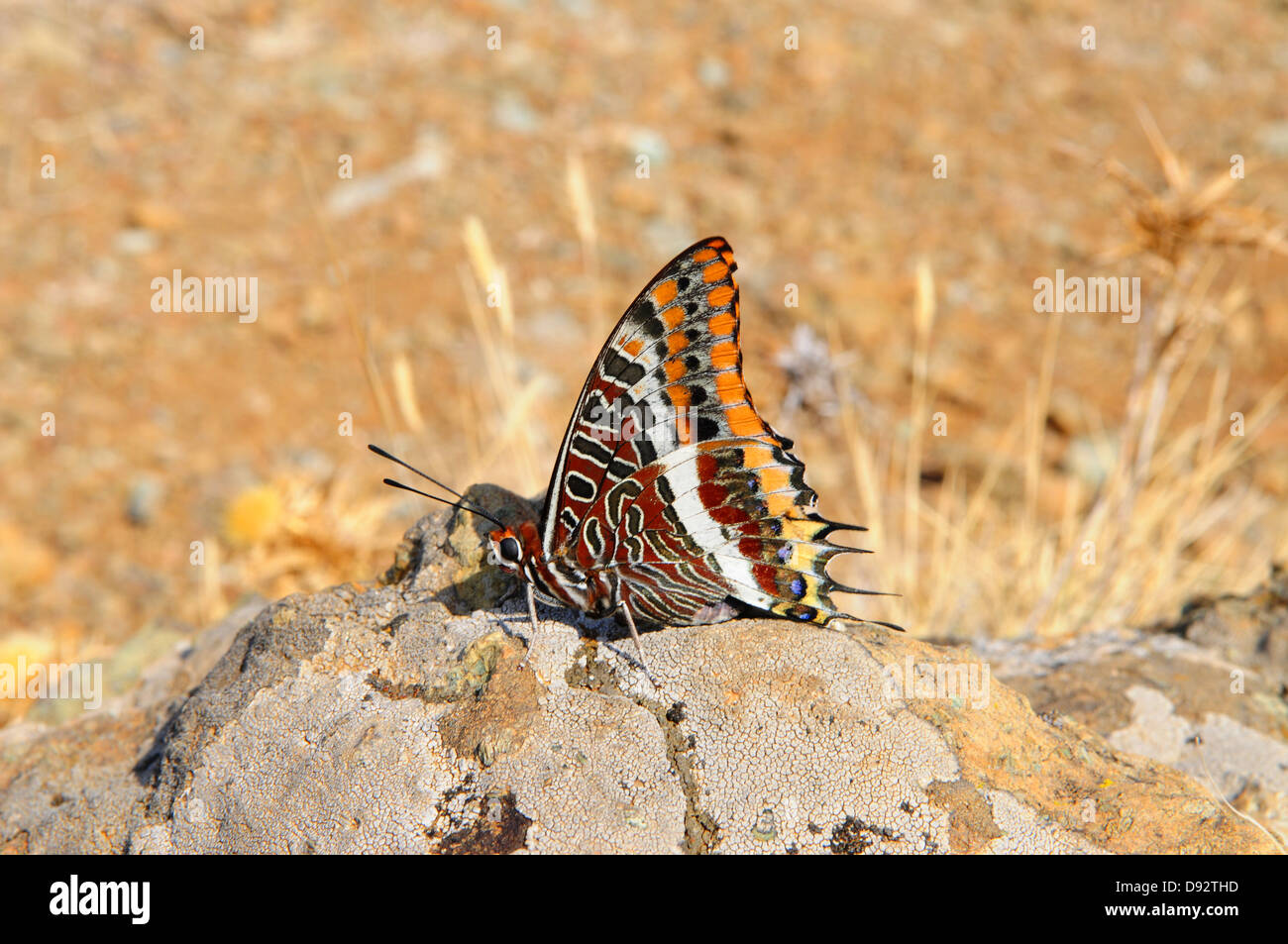 Two-tailed Pasha, Charaxes jasius, Corsica Stock Photo - Alamy