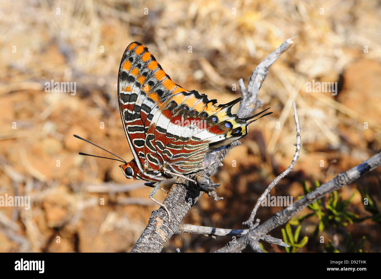 Two-tailed Pasha, Charaxes jasius, Corsica Stock Photo - Alamy