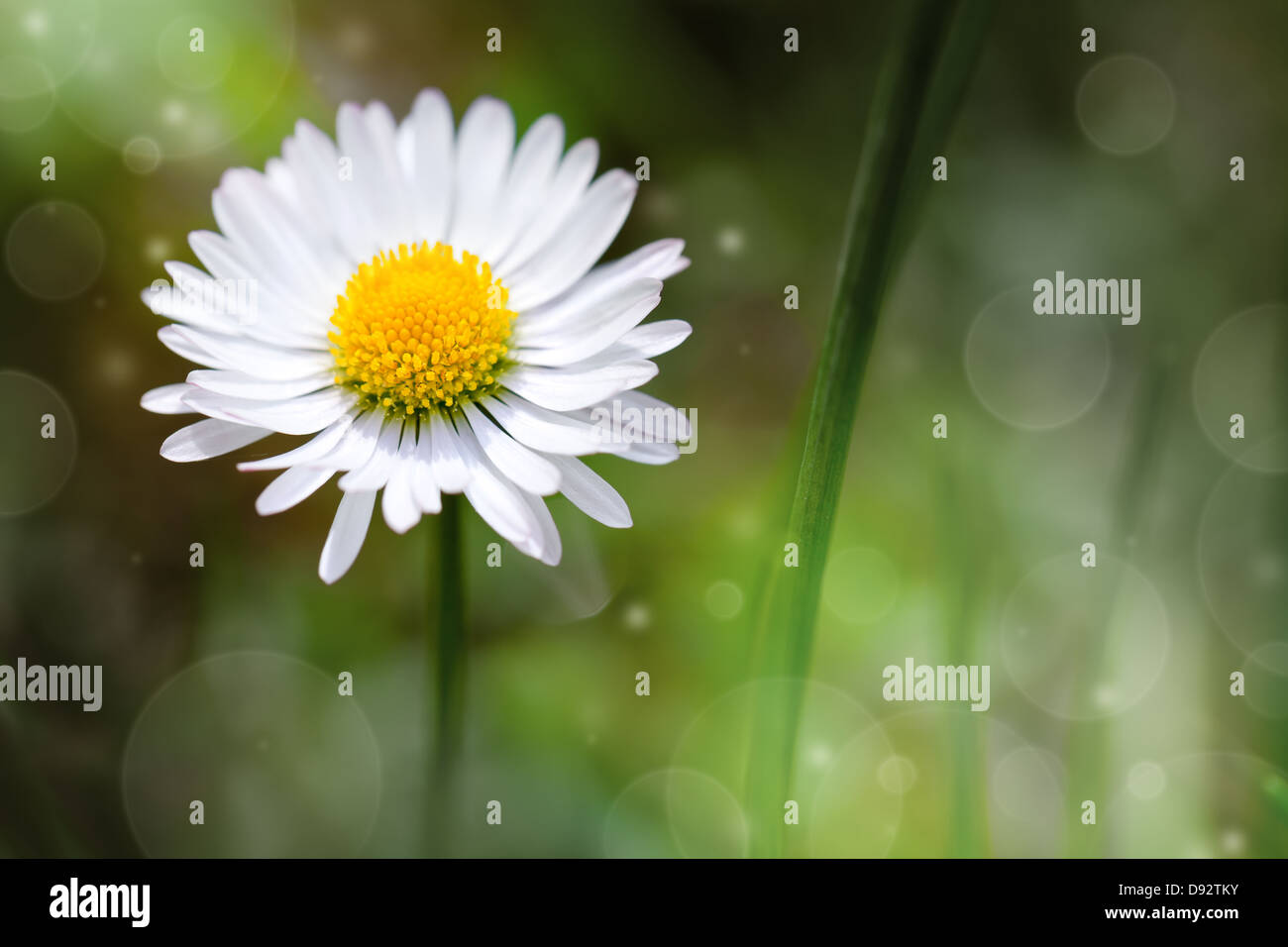 Wild daisy flower in the meadow. Nature background with copy space ...