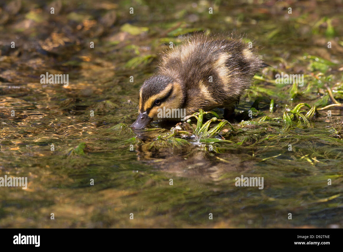 Duckling looking for food in river Frome Stock Photo - Alamy