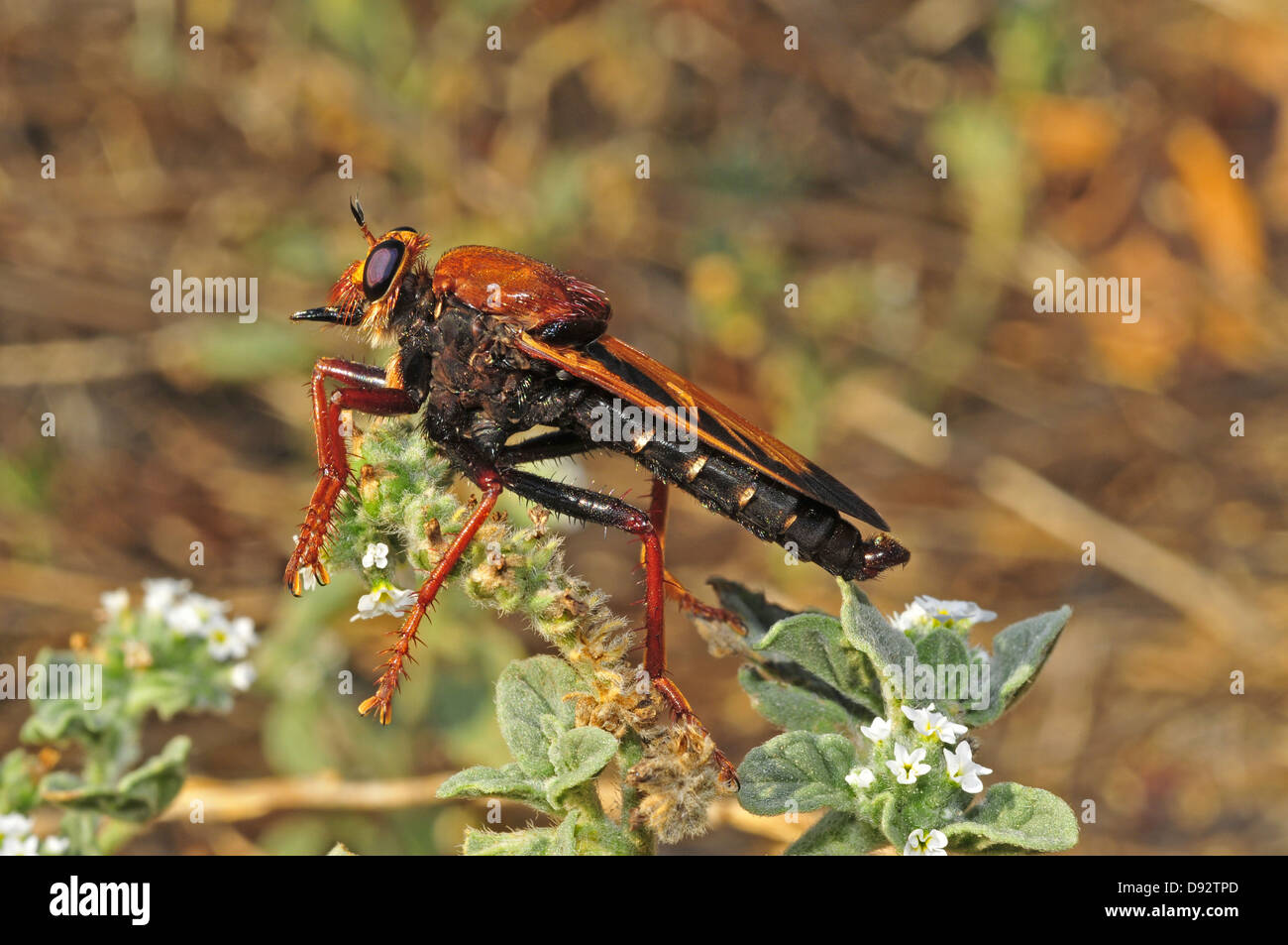 Robber fly, Asilidae Stock Photo - Alamy