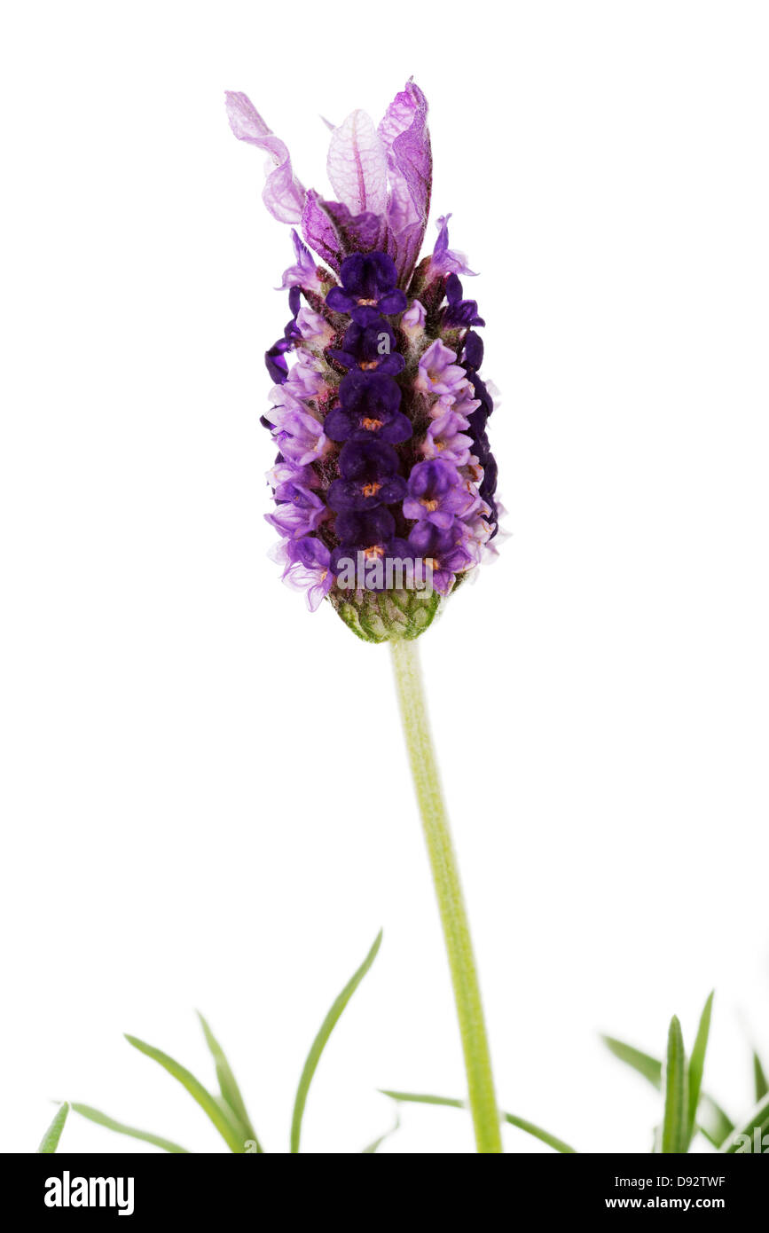Lavender isolated on white background Stock Photo - Alamy