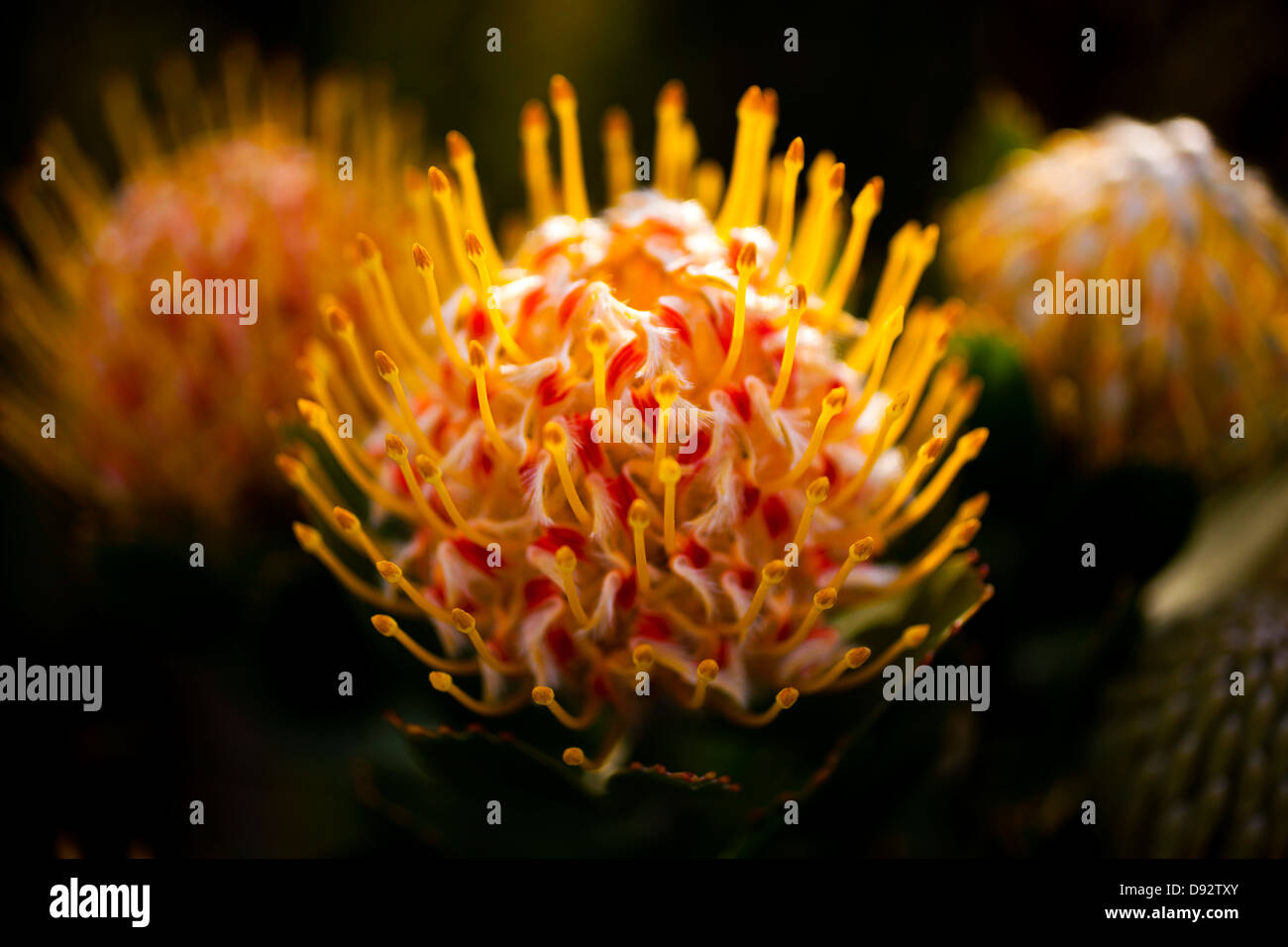 Three Pincushion Protea 'Veld Fire' (Leucospermum) flowers, close-up ...