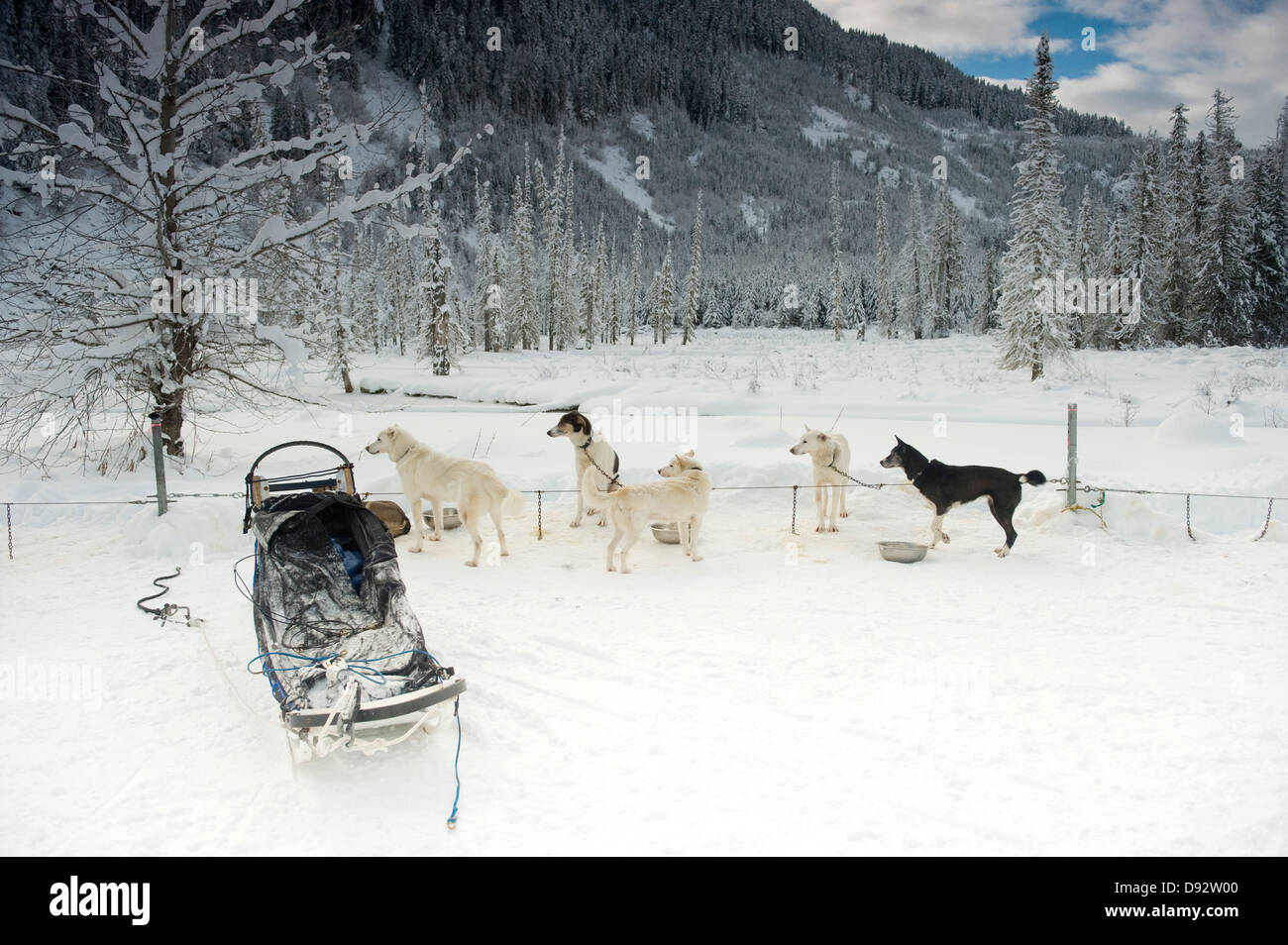 Sled dogs resting and all looking at something outside of frame Stock ...