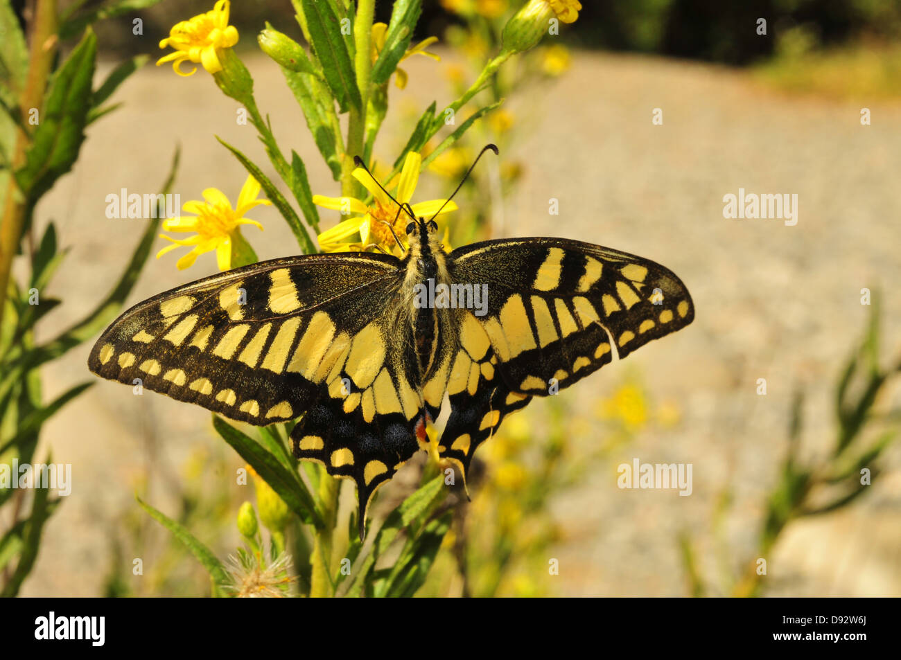 Old World Swallowtail, Papilio machaon Stock Photo - Alamy