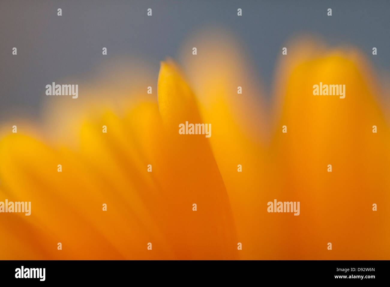 Macro yellow daisy flower gradient hi-res stock photography and images ...