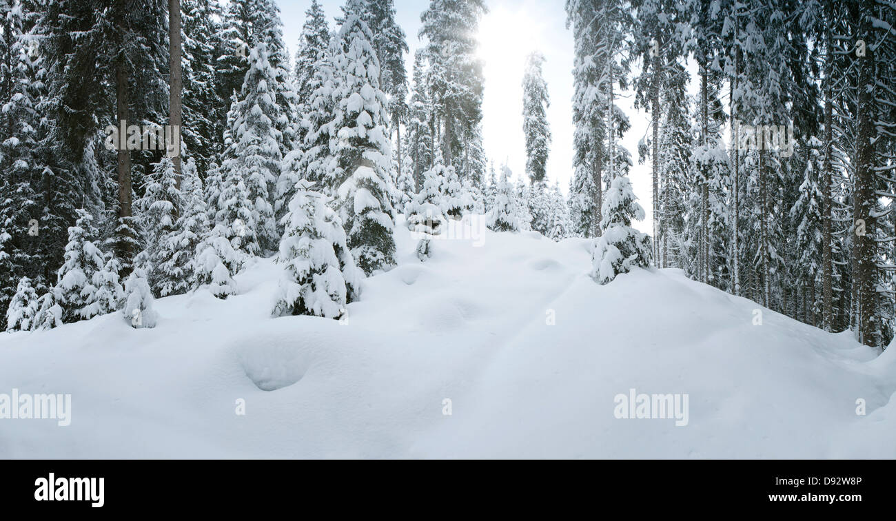 Snow-capped trees in Tirol, Austria Stock Photo - Alamy