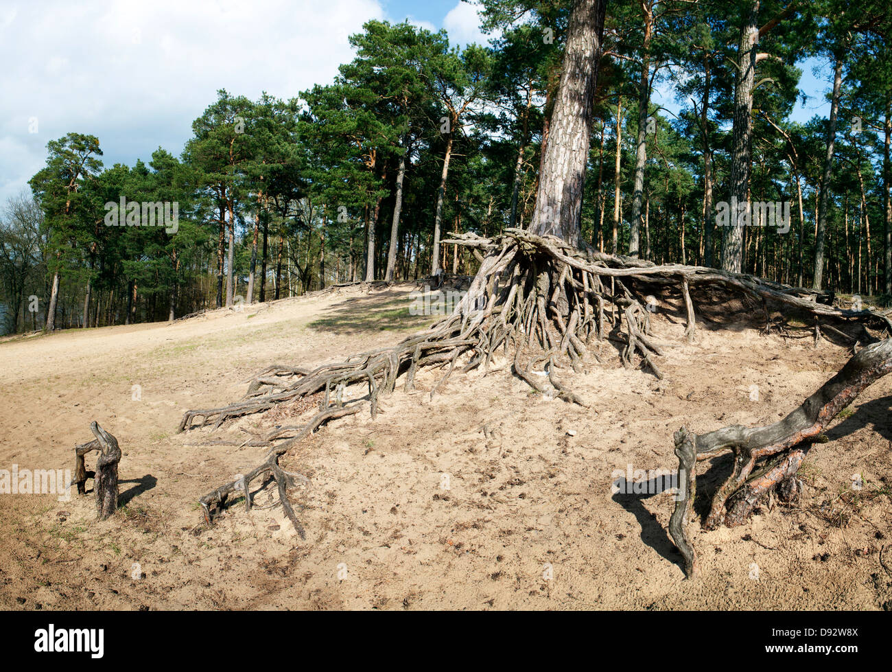 Twisted tree hi-res stock photography and images - Alamy