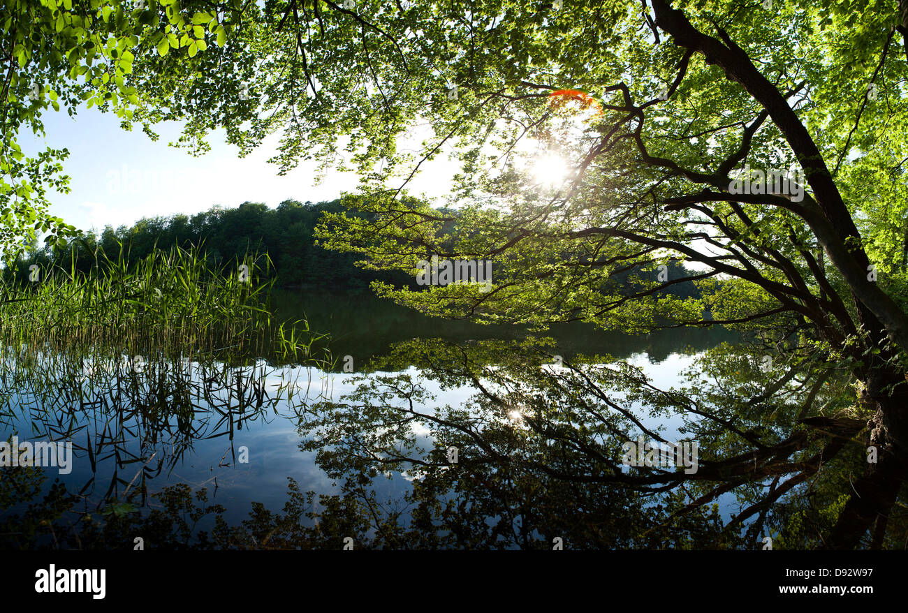 Riverside trees hi-res stock photography and images - Alamy