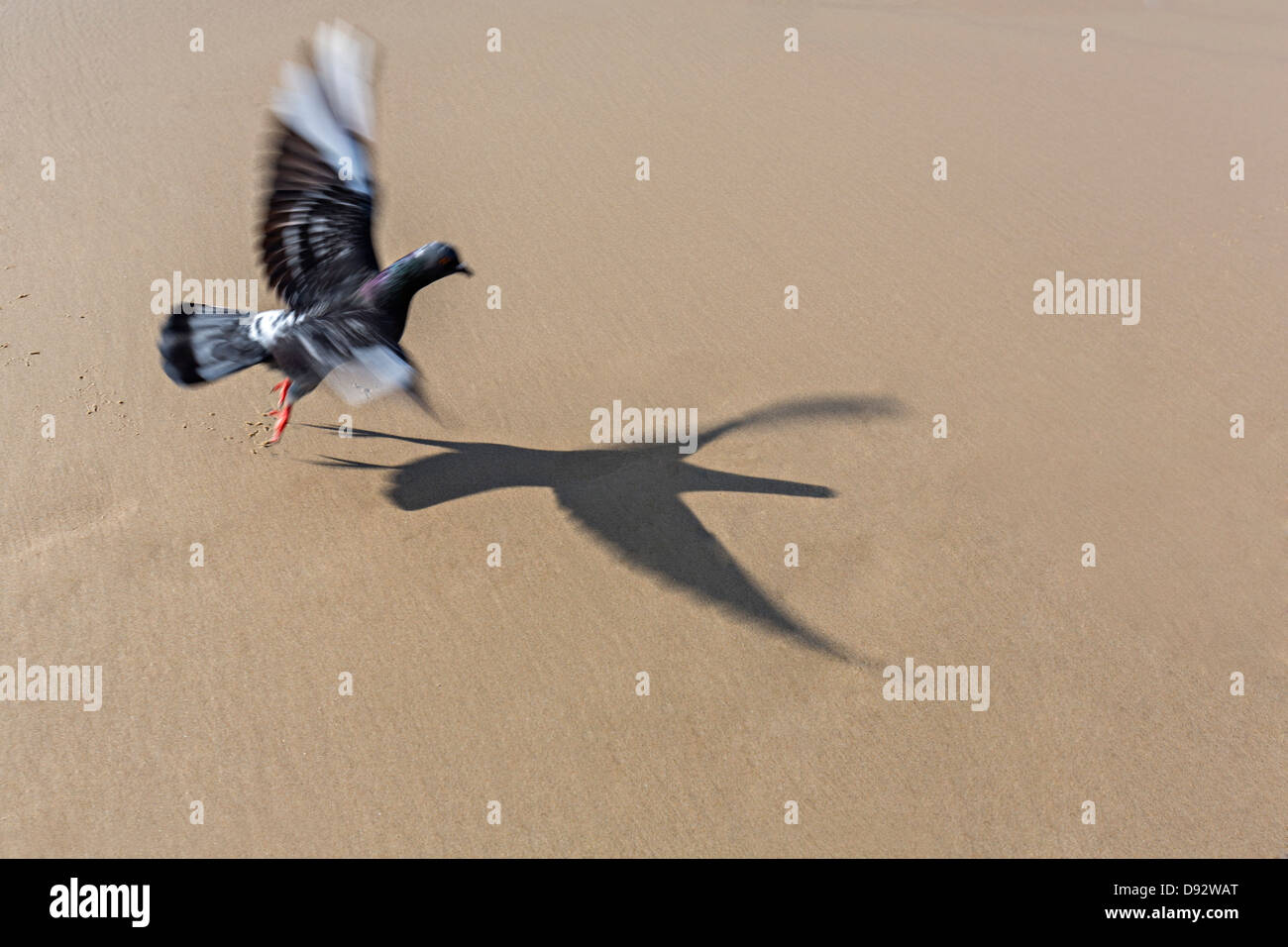 Gray pigeon (Columbidae) casting a shadow on sand Stock Photo - Alamy