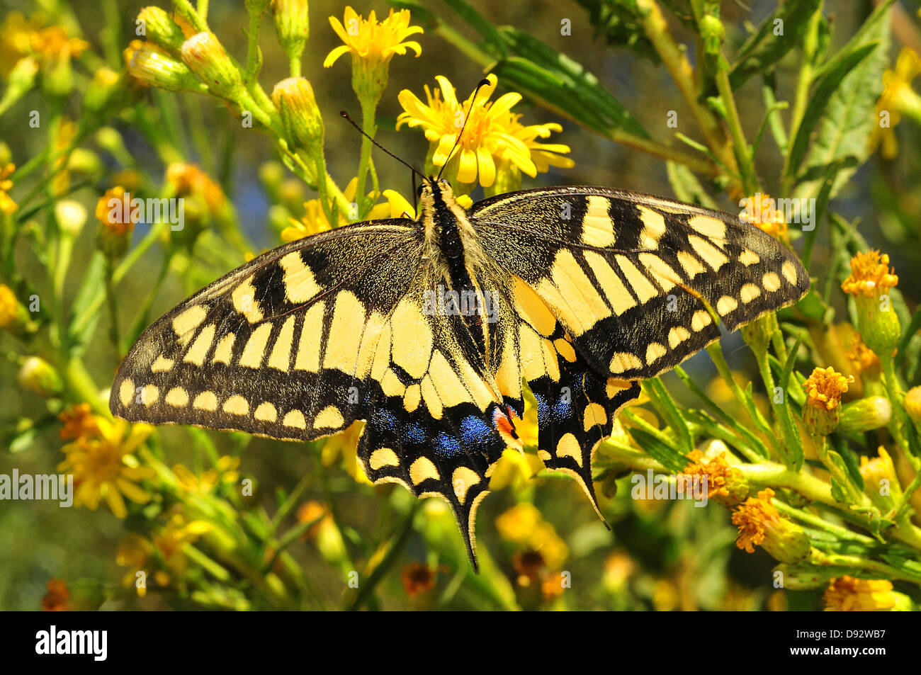 Old World Swallowtails High Resolution Stock Photography and Images - Alamy