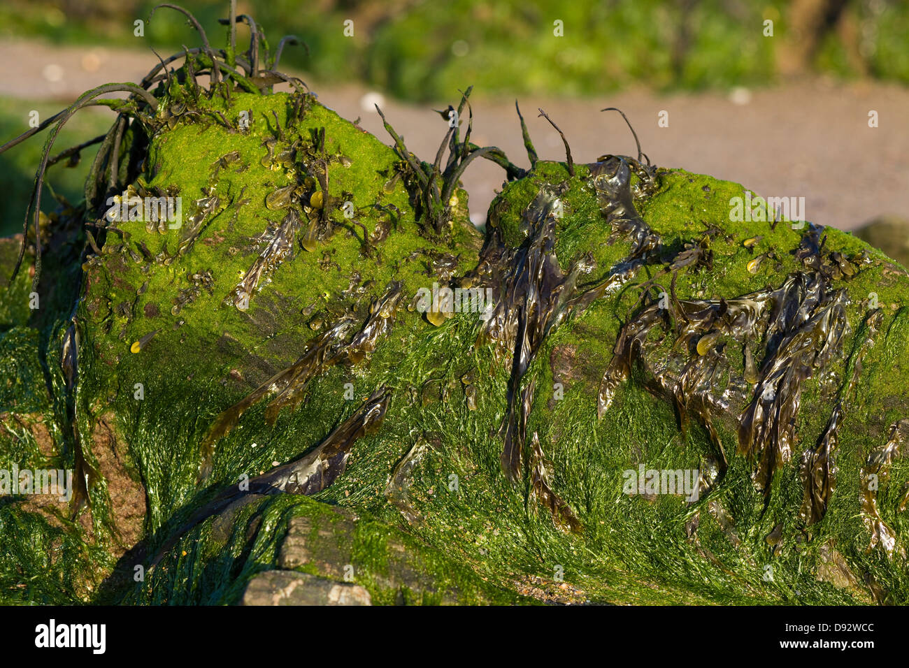 Seaweed on rock at low tide on a Beach in Devon England Stock Photo - Alamy