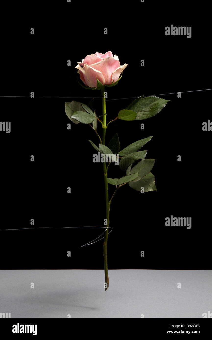 A single rose in mid-air on a black background Stock Photo - Alamy