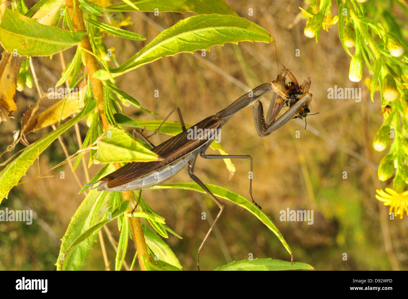 Praying Mantis, European Mantis, Mantis religiosa Stock Photo - Alamy