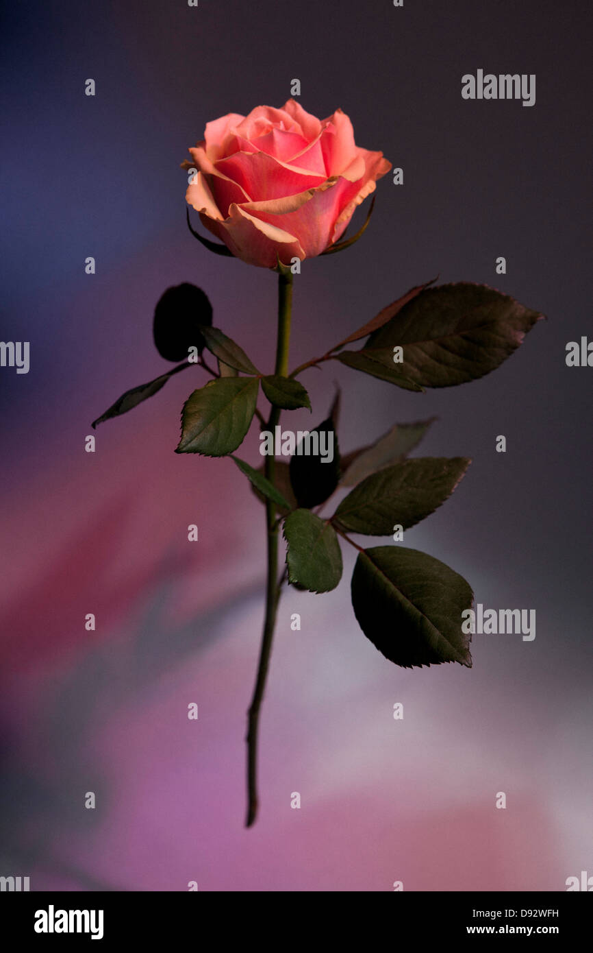 A rose in mid-air against a pastel background Stock Photo - Alamy