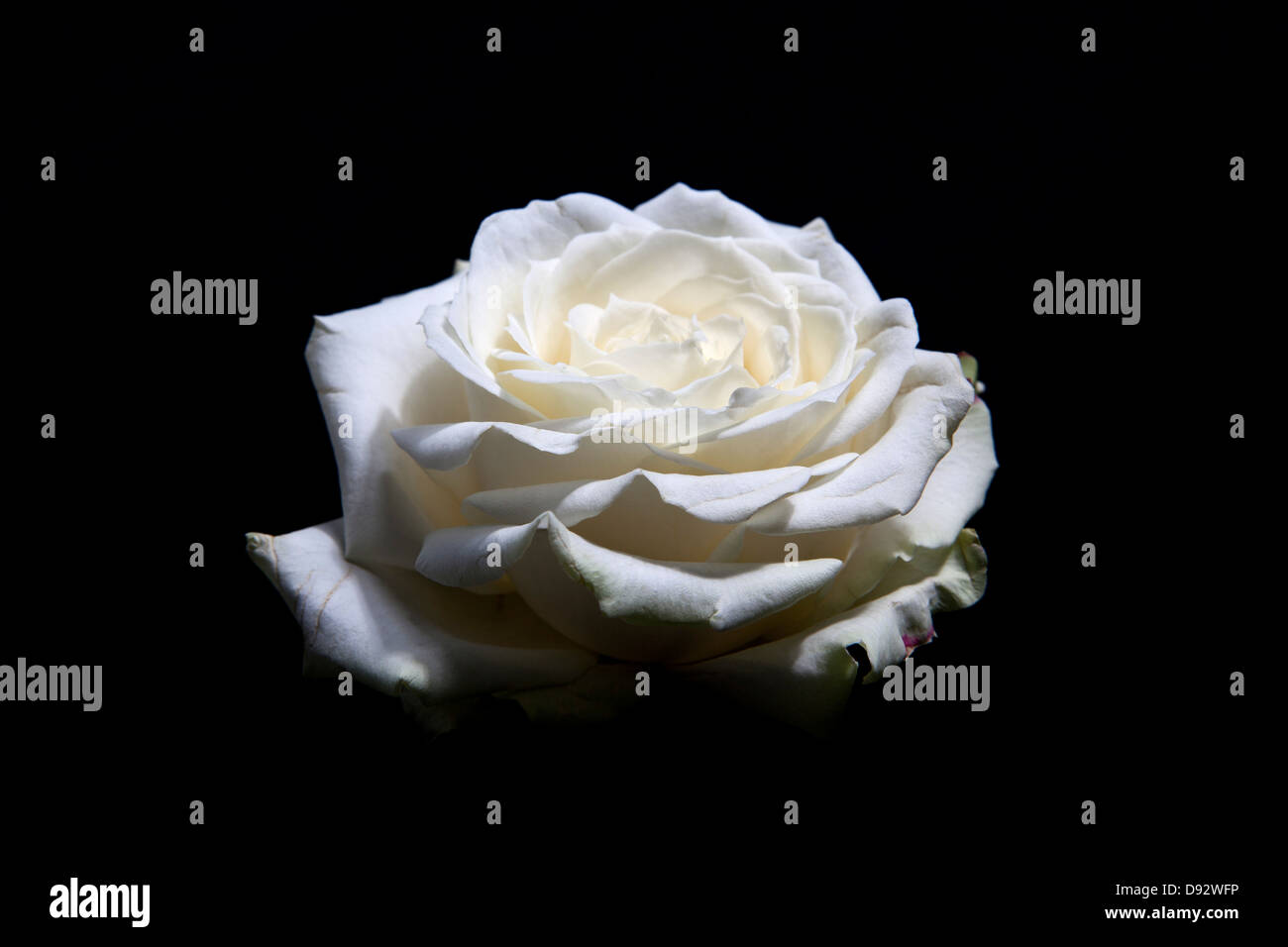 A blooming white rose head on a black background Stock Photo - Alamy