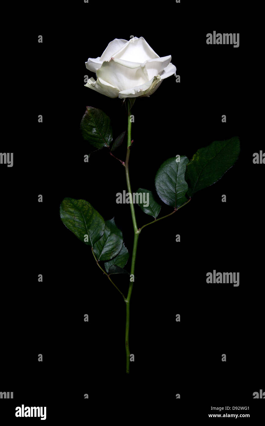 A rose in mid-air against a black background Stock Photo - Alamy