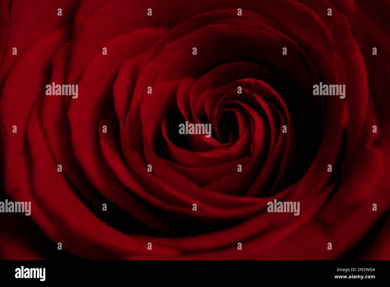 A red rose extremely close-up, full frame Stock Photo - Alamy