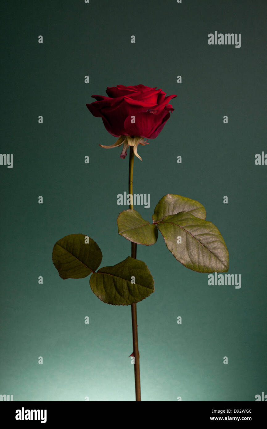 A rose against a green background Stock Photo - Alamy