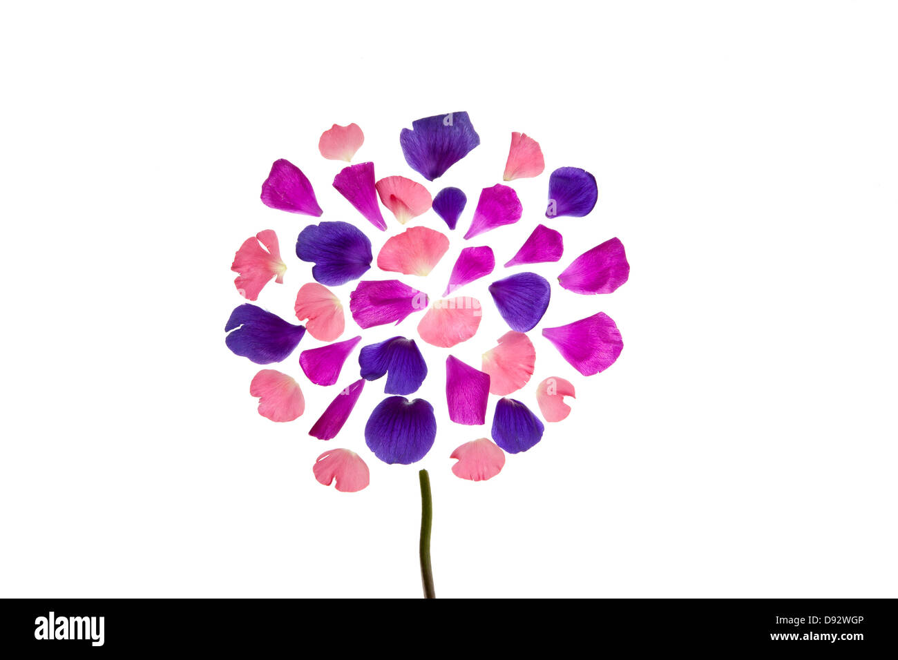 Horizontal flower stem hi-res stock photography and images - Alamy