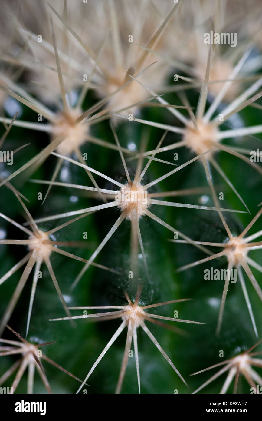 The spikes on a cactus, full frame close-up Stock Photo - Alamy